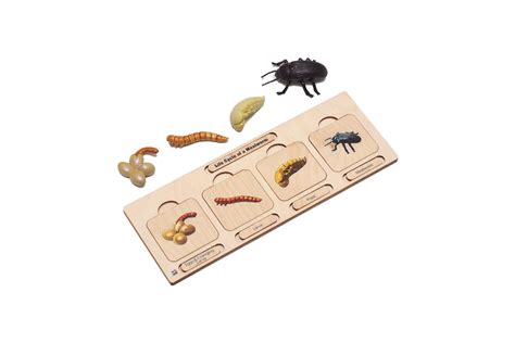 Mealworm Life Cycle Experiment At Joy Henderson Blog
