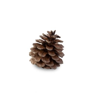 Pine Cone PNGs For Free Download