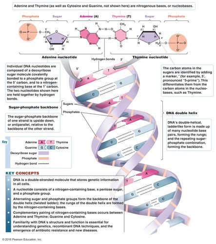Microbiology Chapter 2 Mastering Microbiology Flashcards Quizlet
