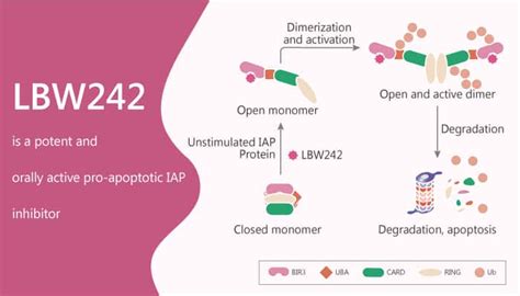 Lbw242 Is A Potent And Orally Active Proapoptotic Iap Inhibitor