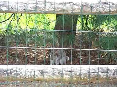 Squirrel Sex YouTube