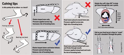 Tips For Successful Calving