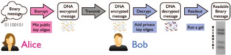 Conceptualization Of Dna Encryption And Decryption Alice Prepares Her Download Scientific