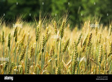 Durum Wheat