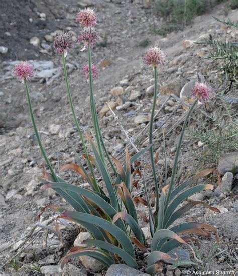 Allium Carolinianum Eflora Of India