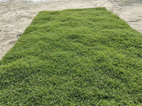 Green Rectangular Korean Lawn Grass At ₹ 12sq Ft In Bhubaneswar Id 2852643002362
