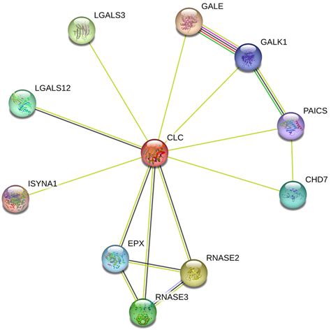 Functional Association Network Of Eosinophil‐associated Genes Involved Download Scientific