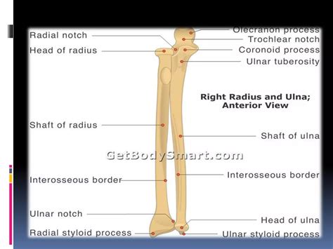 Radius Bone Anatomy Pptx