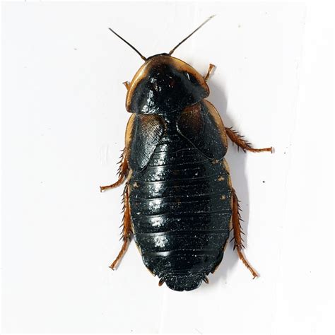 What Is Chitin And Why Does It Matter For Your Reptile The Bug Shed