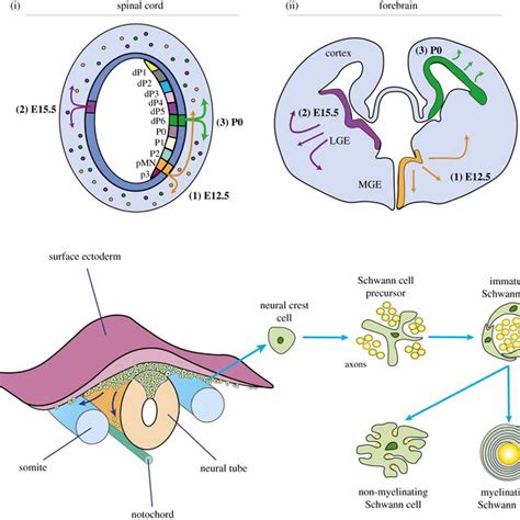 The Structure Of Peripheral Nervous System Myelin Sheath Schematic Download Scientific Diagram