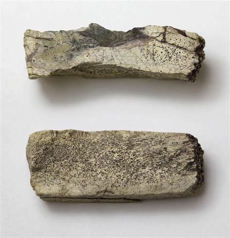 Turtle Bone Fragments From The Eocene R Fossils