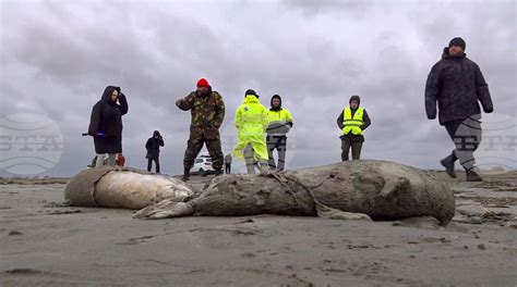 Близо 1700 мъртви тюлена са изхвърлени от Каспийско море Утро