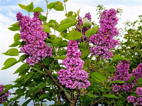 Jorgovan Biljka Moj Vrt