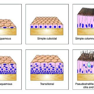 1 1 Different Types Of Epithelial Cells Source D Onofrio 2009 Download Scientific Diagram