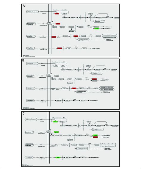 Modulation Of Gene Expression In Plant Hormone Signaling Pathways