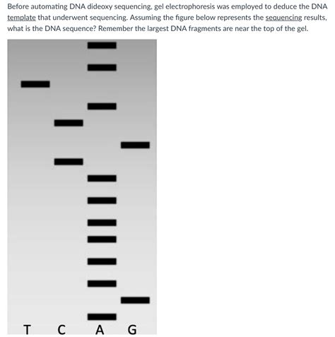 Solved Before Automating Dna Dideoxy Sequencing Gel