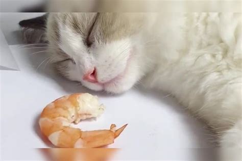 小猫咪应该在睡梦中吃到了大虾！