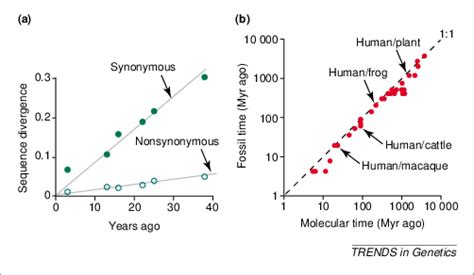 Evidence Of Molecular Clocks A Demonstration Of A Constant Rate Of Download Scientific