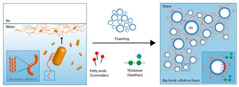 Bacterial Cellulose Production Modification And Perspectives In