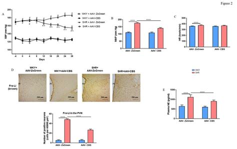 Hypothalamic Paraventricular Nucleus Hydrogen Sulde Exerts Antihypertensive Effects In