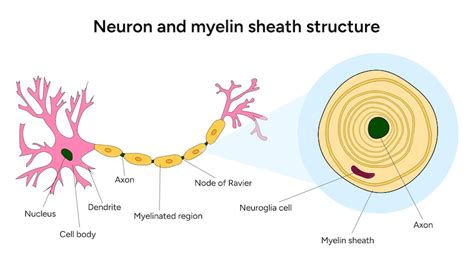 Premium Vector Neuron And Myelin Sheath Structure Medical Infographic