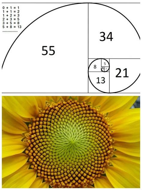 Why Do Sunflowers Follow The Fibonacci Sequence