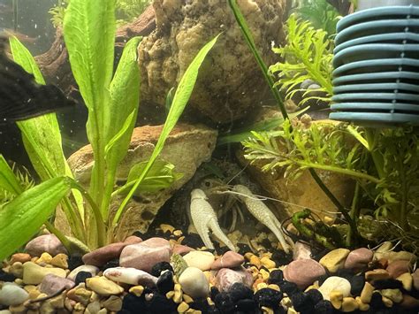 New And Improved Crayfish Cave Rcrayfish