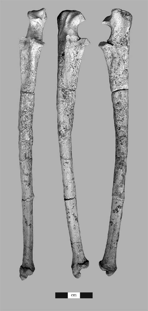 94 Theropithecus Oswaldi Knm Er 3877 Rt Ulna Ventral Lateral And
