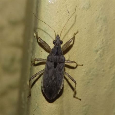 Nabis Sareptanus Inaturalist