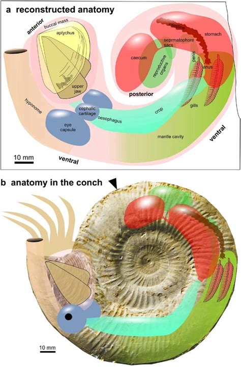 150 Million Year Old Fossil Of An Ammonite That Lost Its Shell Offers A