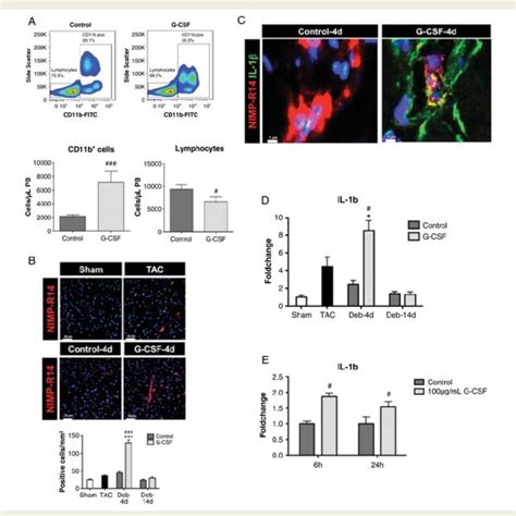 Granulocyte Colony Stimulating Factor Treatment Induces Local Download Scientific Diagram