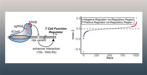 Mapping Cis Regulatory Regions That Control Immune Cell Function Genome Wide Benaroya Research
