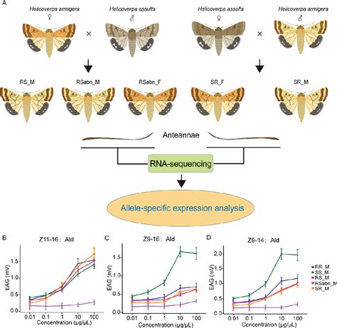 Figure 5 From The Genetic Basis Of Gene Expression Divergence In