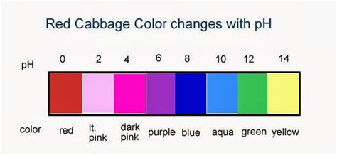 Be Our Best Purple Cabbage Ph Science Experiment
