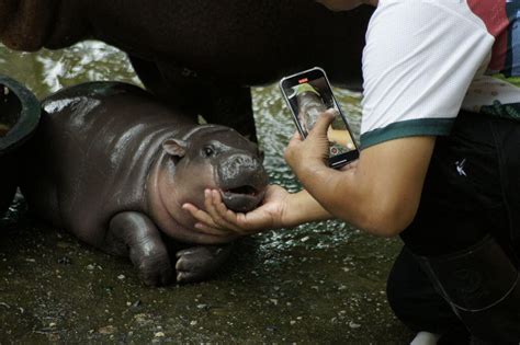Watch Moo Deng The Sassy Viral Pygmy Hippo On A 24 7 Livestream Cnet