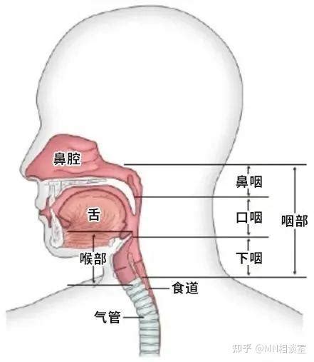 日本多位权威专家联合科普：头颈部肿瘤该如何早期发现？ 知乎