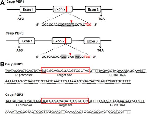 Diagram Of Target Sites And Elements Of Single Guide Rna Sgrna Of