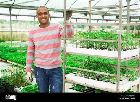Latina Man Stacking Crates With Seedlings In Greenhouse Stock Photo Alamy