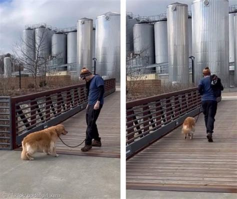 다리 건너기 너무 무서웠던 댕댕이 믿고 기다려준 아빠