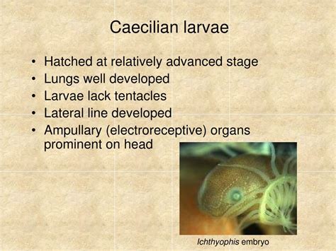 Ppt Larval Amphibian Ecology Powerpoint Presentation Free Download