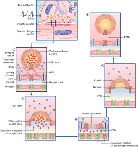 Transmitters And Receptors Clinical Tree