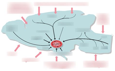 Major Inputs Of The Lateral Hypothalamic Area Diagram Quizlet