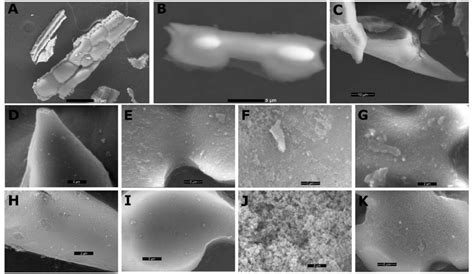 5 Scanning Electron Micrographs Of Silicified Cells Extracted By Wet