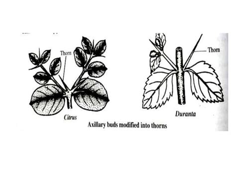 Stem Modifications Pptx