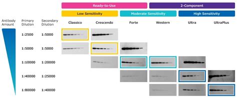 Western Blotting Western Immunoblotting Western Blot Subcellular