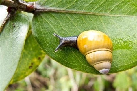 What Is The Color Of Snail Shell