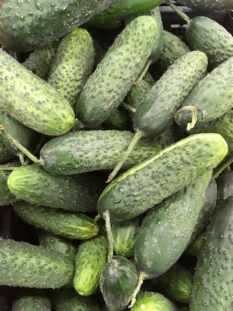 Pickling Cucumbers Varieties Ideal For Pickling Garden Dill