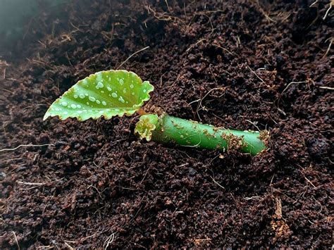 I Tried Orchid Propagation Method On Begonia R Propagation