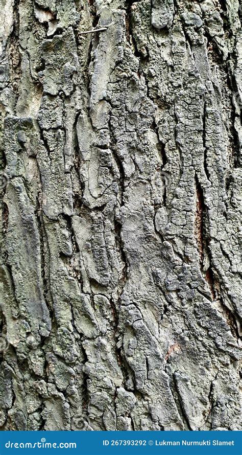 Pattern Tree Textire Stock Photo Image Of Tree Texture