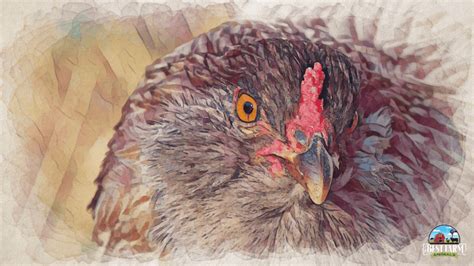 Easter Egger Chickens Ultimate Guide To Colored Egg Layers